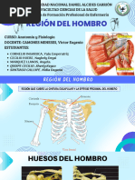 Anatomía de la Región Escapular | PDF | Articulaciones | Hombro
