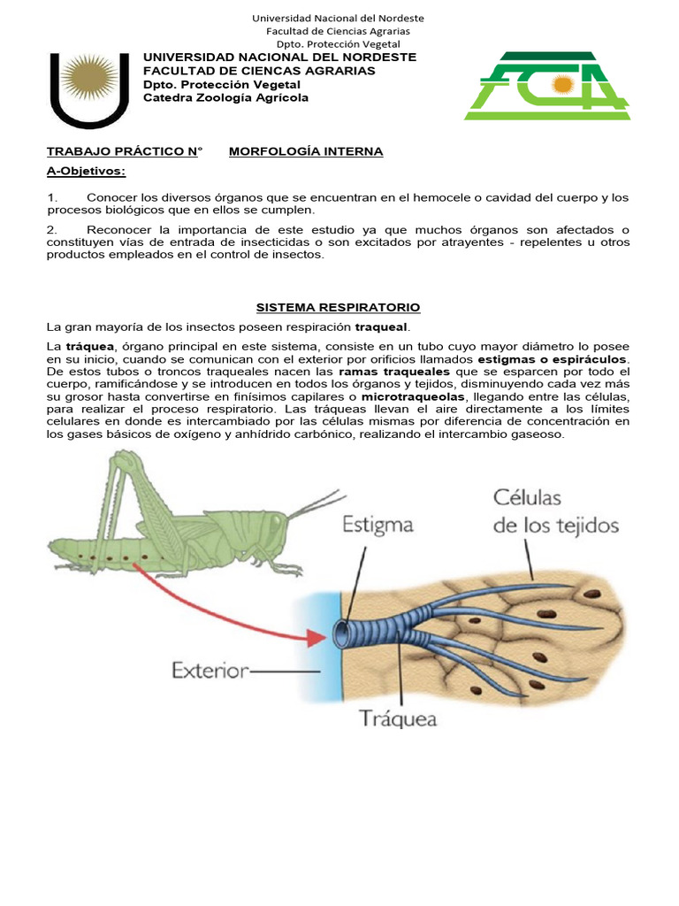 Morfologia Interna 2026 Gtp | PDF | Corazón | Sistema circulatorio