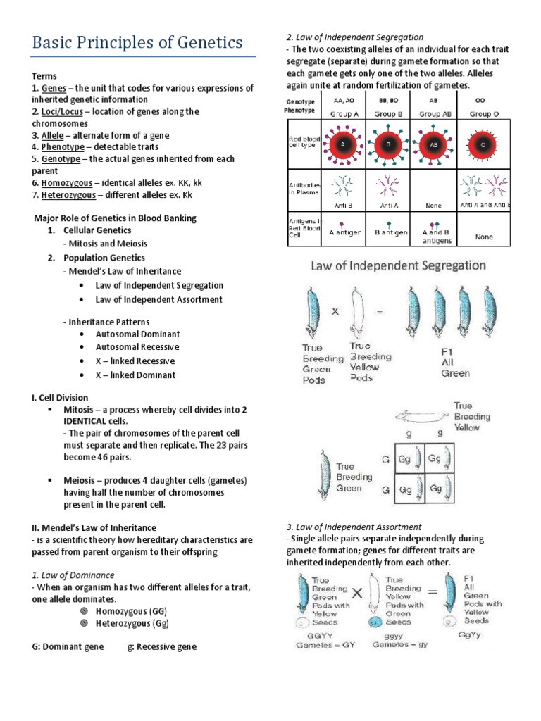 Blood Bank - Genetics | PDF | Dominance (Genetics) | Zygosity