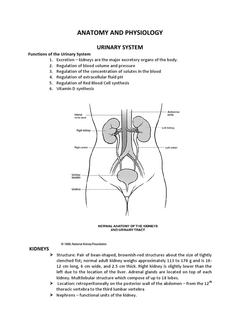 Kidney Anatomy and Function Overview | PDF | Kidney | Anatomy