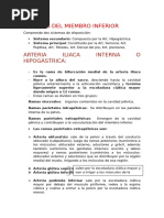 Anatomía de la Arteria Pedia del Pie | PDF | Pie | Dedo del pie