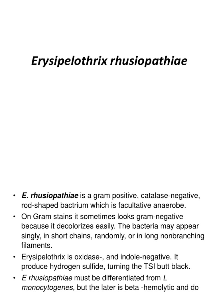 Erysipelothrix: Risks & Diagnosis | PDF | Bacteria | Diseases And Disorders