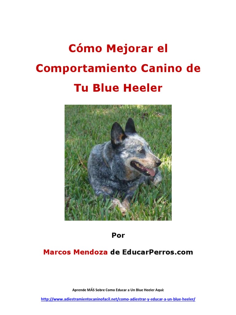 Los Blue Heelers Son Buenos Con Otros Perros
