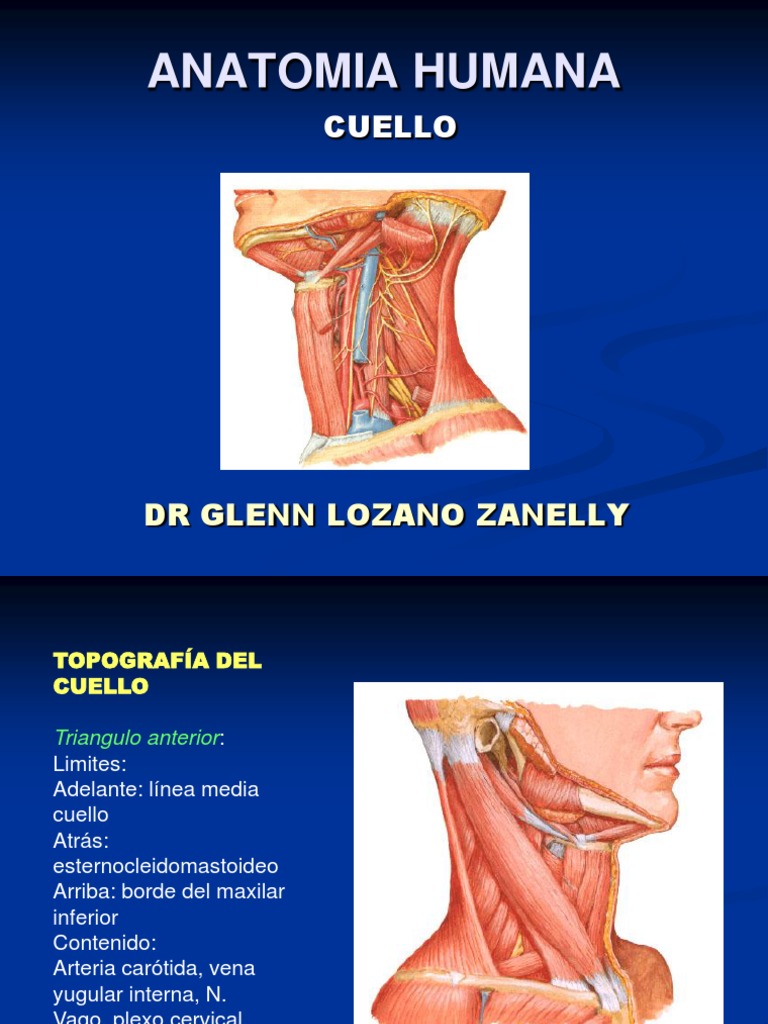 Anatomía y topografía del cuello | PDF | Viajes y turismo