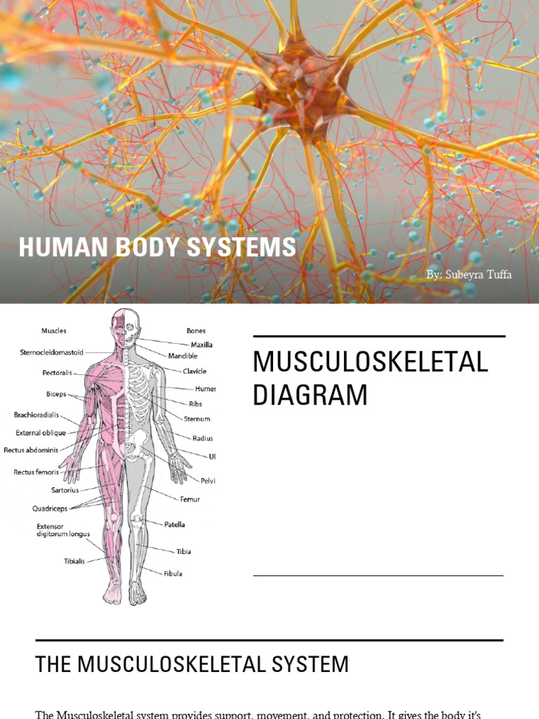 Human Body Systems Presentation -FP | PDF | Human Body | Nervous System
