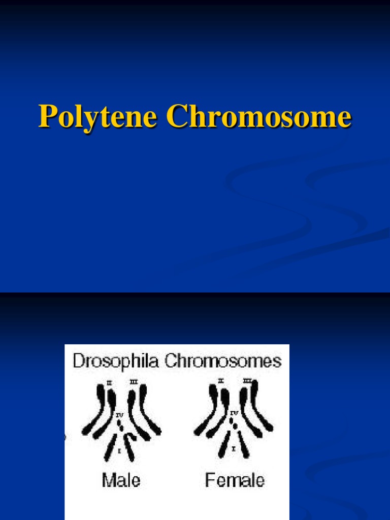 Polytene Chromosome | Molecular Genetics | Cell Anatomy