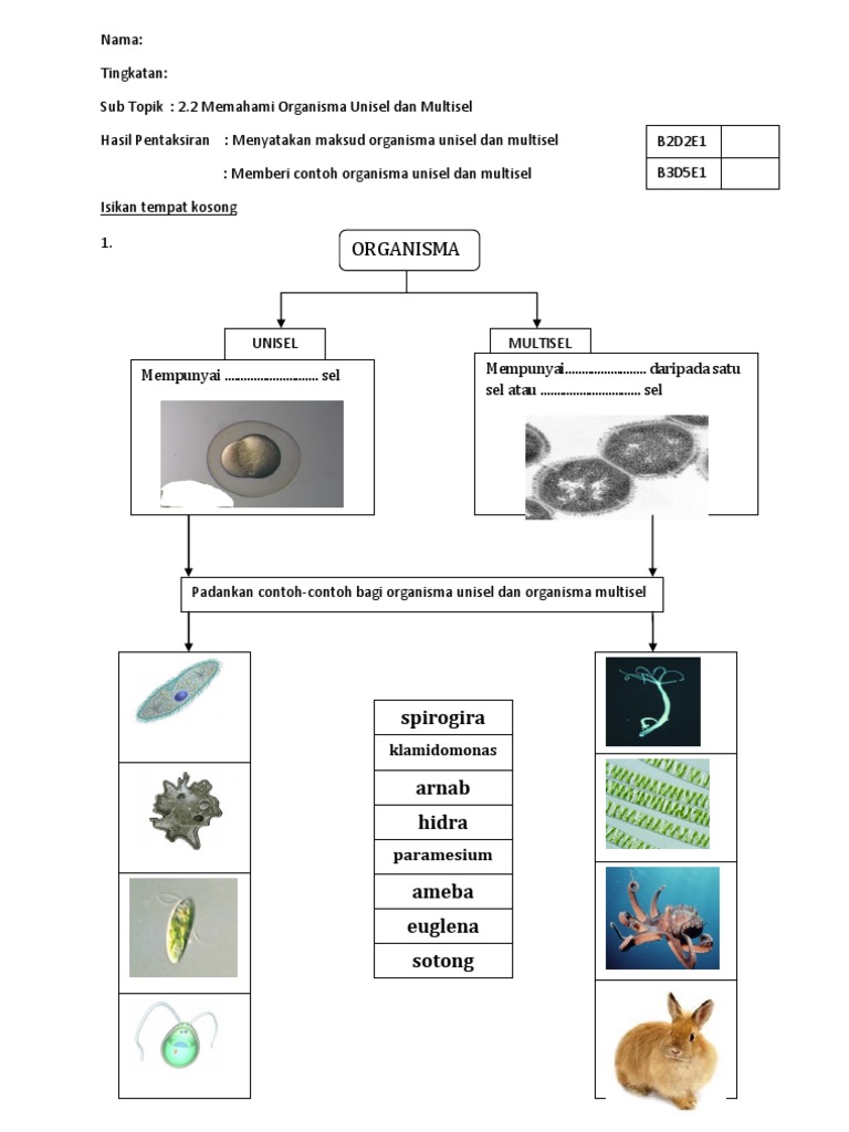 Unisel Dan Multisel - nerveploaty