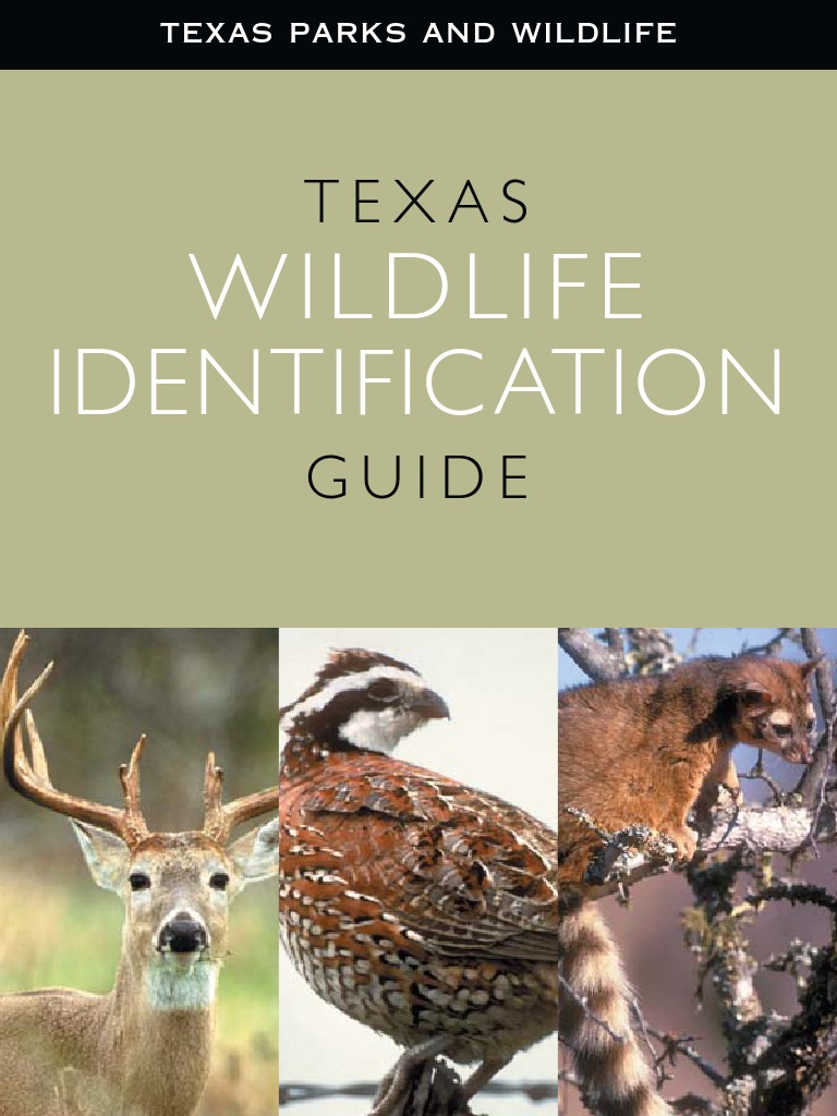 Texas Wildlife Identification Guide | PDF | Introduced Species | White ...