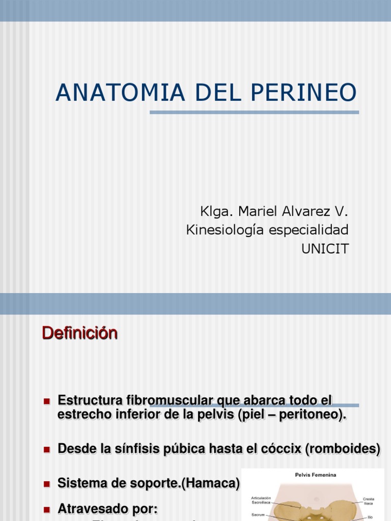 Anatomía Del Perinéo | PDF | Pelvis | Anatomía humana