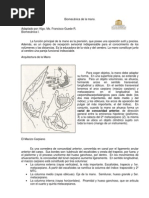 Anatomía de las Falanges de la Mano | PDF | Mano | Articulación