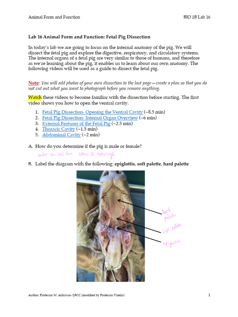 Lab 16 Fetal Pig Dissection | PDF | Digestion | Human Digestive System