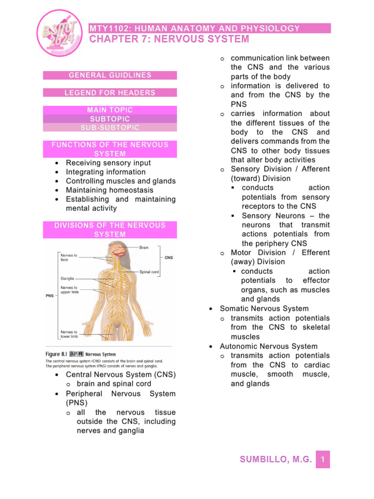 Chapter 8 – Nervous System | PDF | Chemical Synapse | Spinal Cord