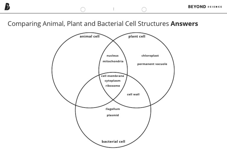 Comparing Cell Structures Venn Diagram Answers | PDF