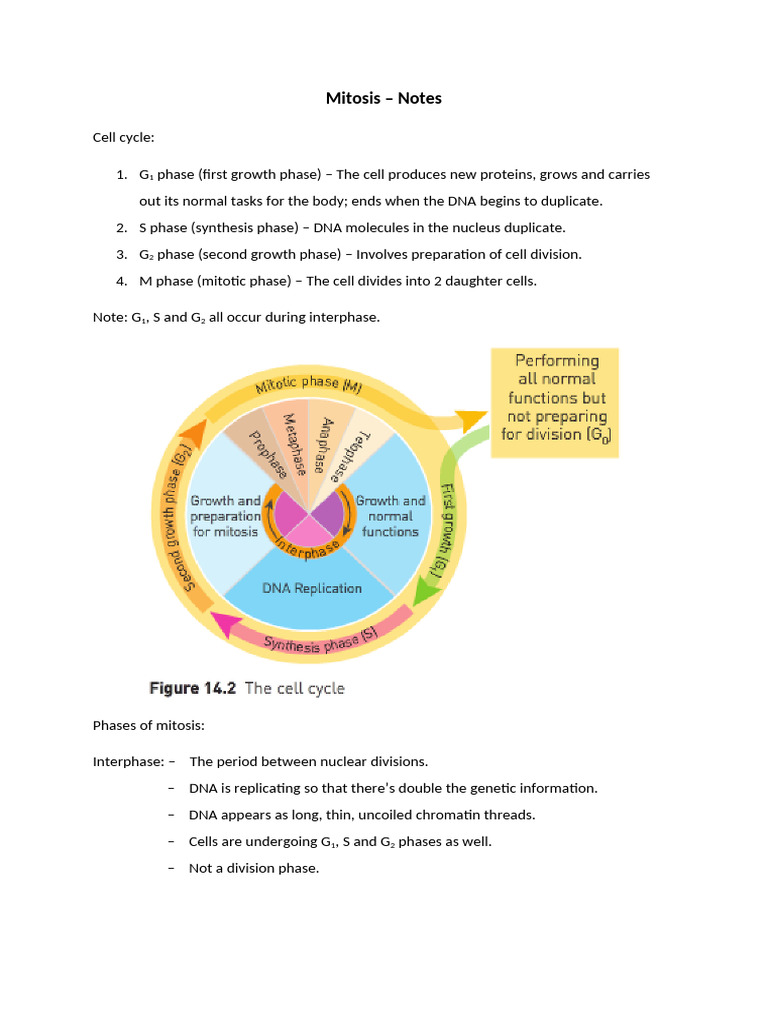 Mitosis _ Meiosis - Notes | PDF | Meiosis | Mitosis