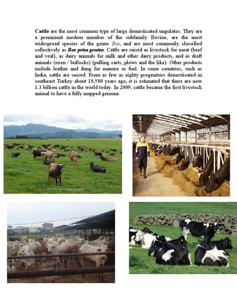 Cattle | PDF | Social Science | Technology & Engineering