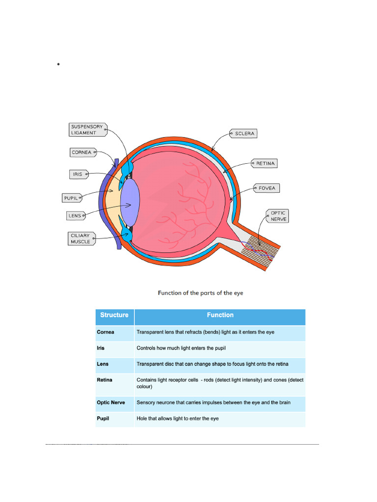Structure of The Eye and Working Notes | PDF