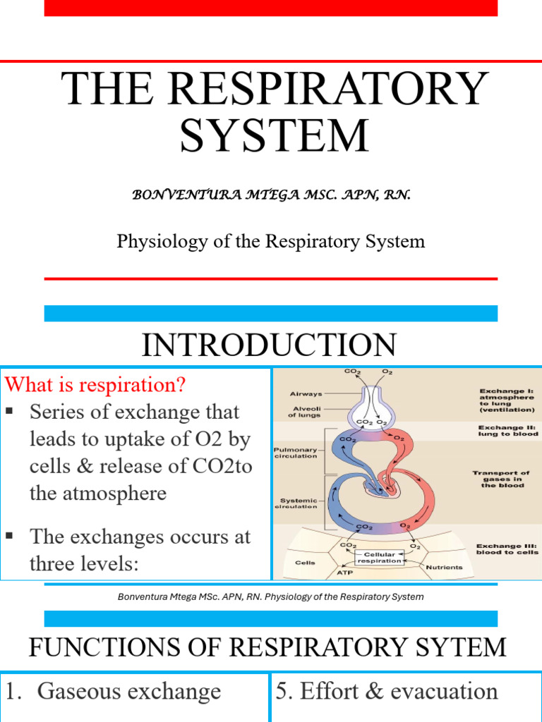 Unit 7. Physiology of the Respiratory System | PDF | Respiratory Tract ...