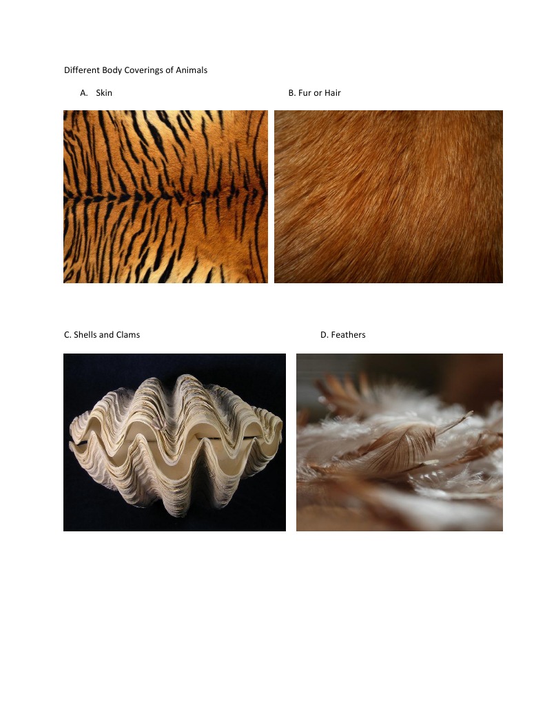 Body Coverings of Mammals and More | PDF
