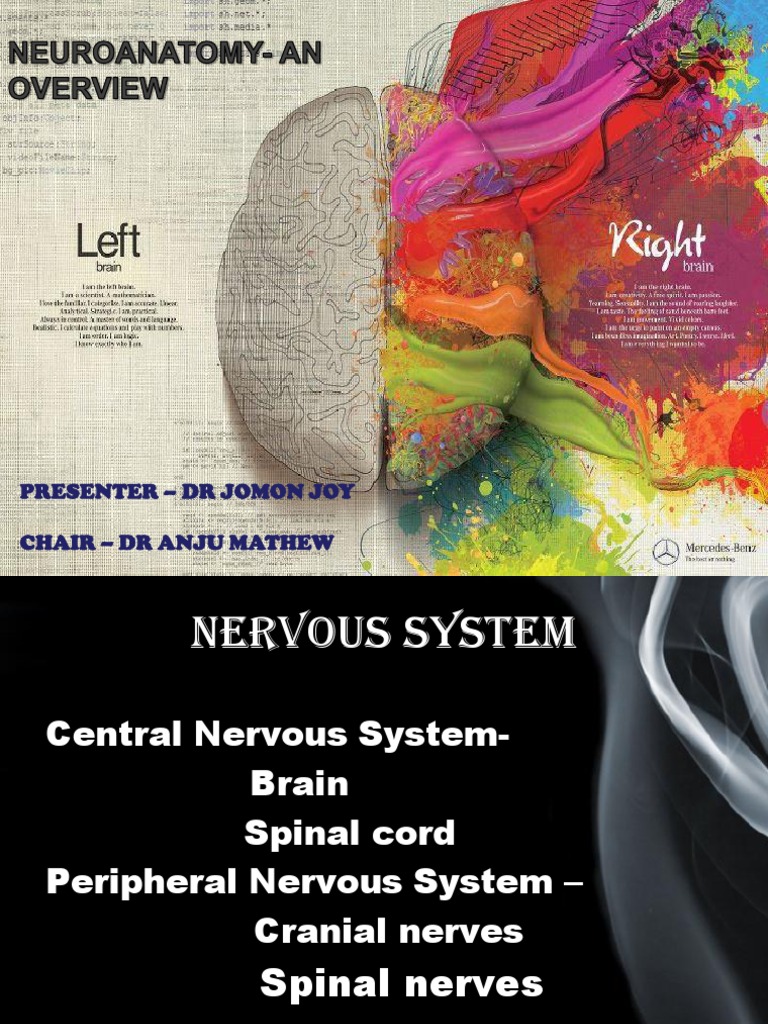 Neuroanatomy Overview and Functions | PDF | Science & Mathematics