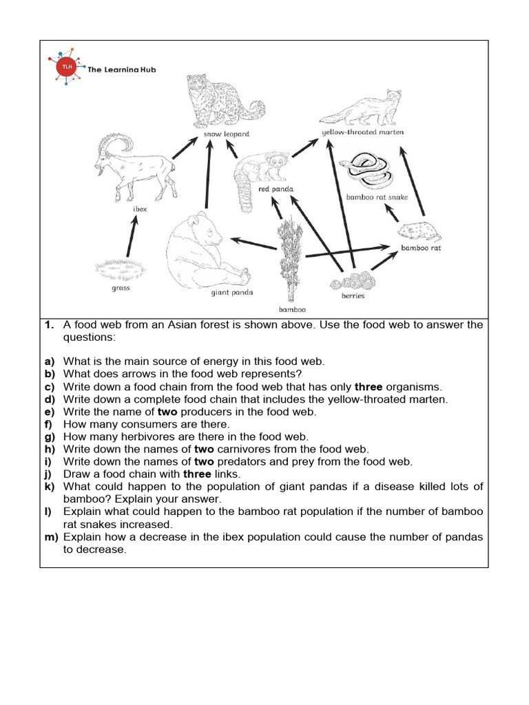 Food Web - Questions PIc | PDF