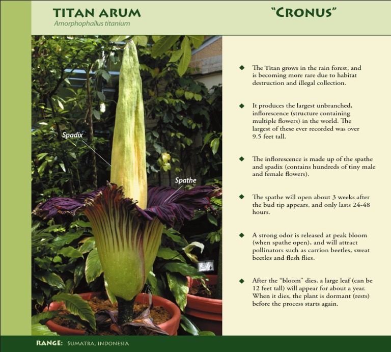 Titan Arum: World's Largest Flower | PDF