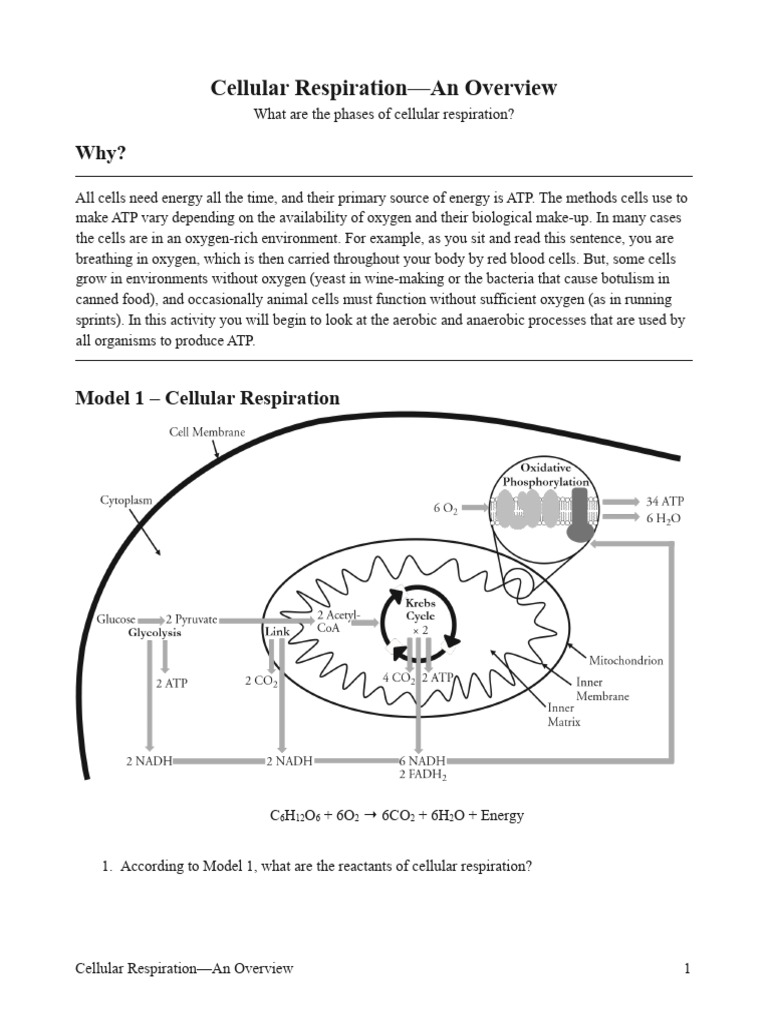 AP BIO Cellular Respiration | PDF | Cellular Respiration | Adenosine ...