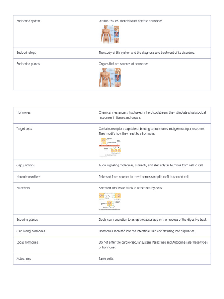 Endocrine System_ Glands, Hormones, And Functions Flashcards _ Quizlet ...