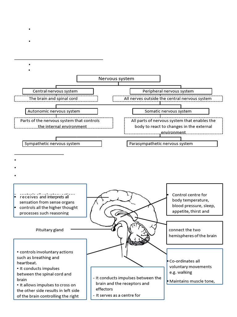 Responding To The Environment Human Nervous System | PDF | Neuron ...