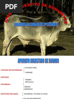 Anatomia Reproductiva Del Toro | PDF | Testículo | Sistema urinario