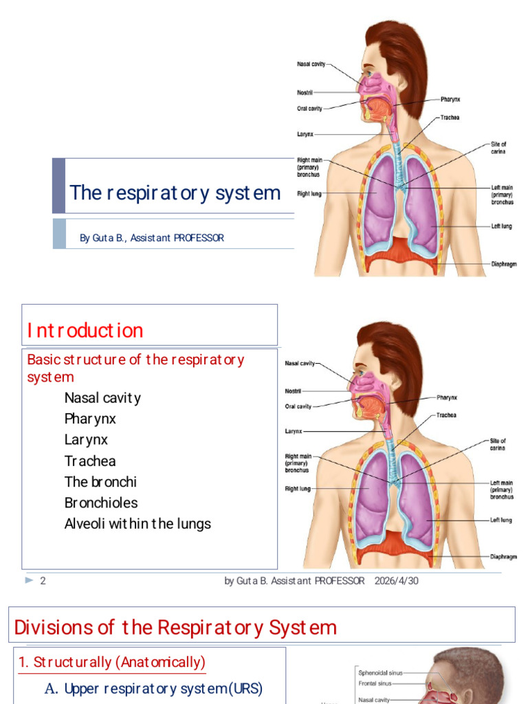 6. Respiratory System | PDF