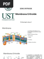 Estructura del Citoesqueleto: Espectrina y Actina | PDF | Actina ...