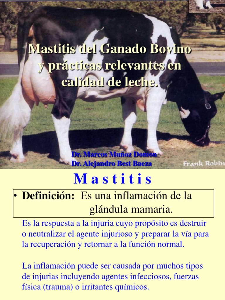 Mastitis Ganado Bovino | PDF | Leche | Vacas