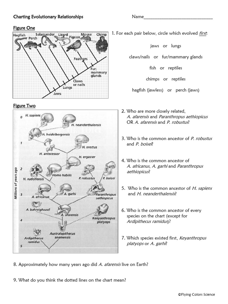 Diagramming Evolution Worksheet | PDF | Hominini