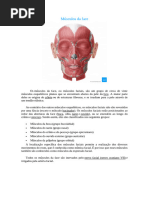 Músculo Orbicular da Boca: Funções e Estética | PDF | Boca | Anatomia