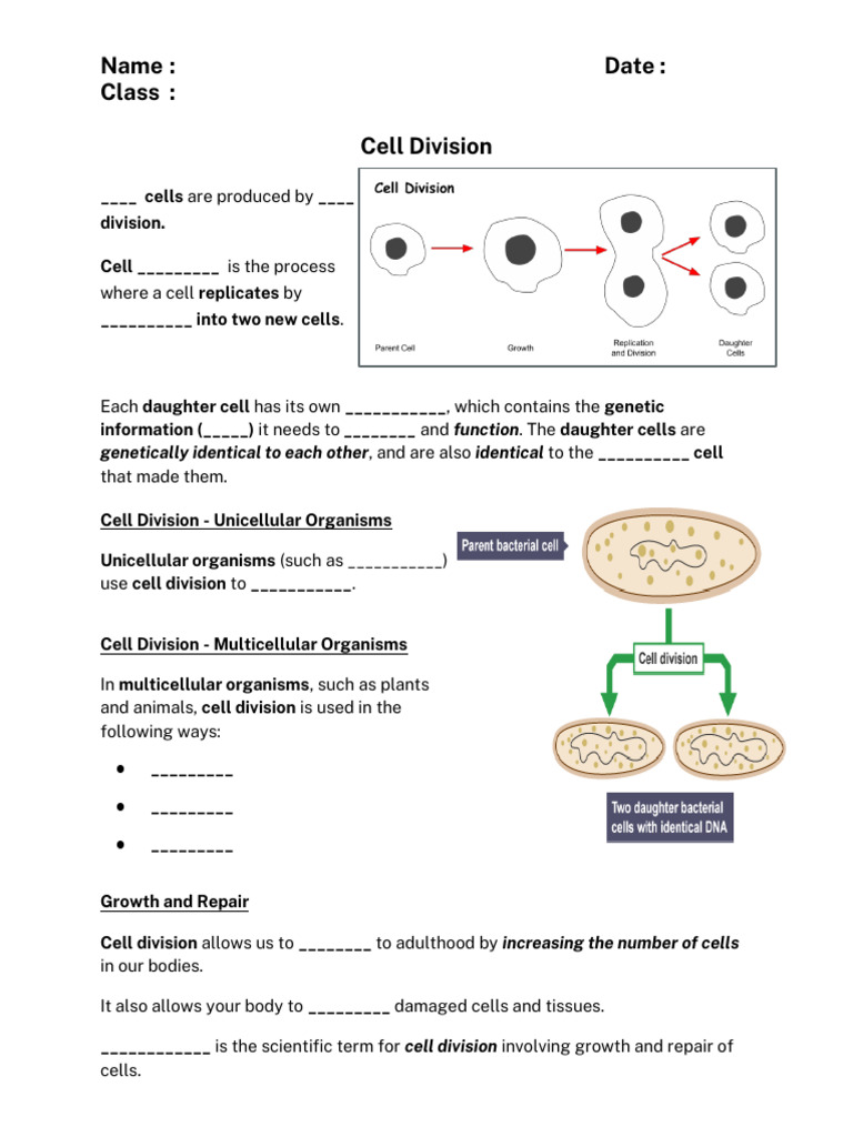 Cell Division Worksheet | PDF | Cell (Biology) | Sexual Reproduction