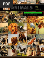 Sneak Peek: The Encyclopedia of Animal Predators | PDF | Cougar | Bald ...
