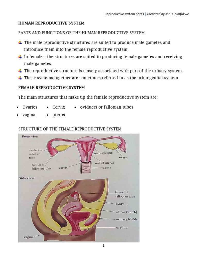 Human Reproductive System Notes | PDF | Menstrual Cycle | Ovary
