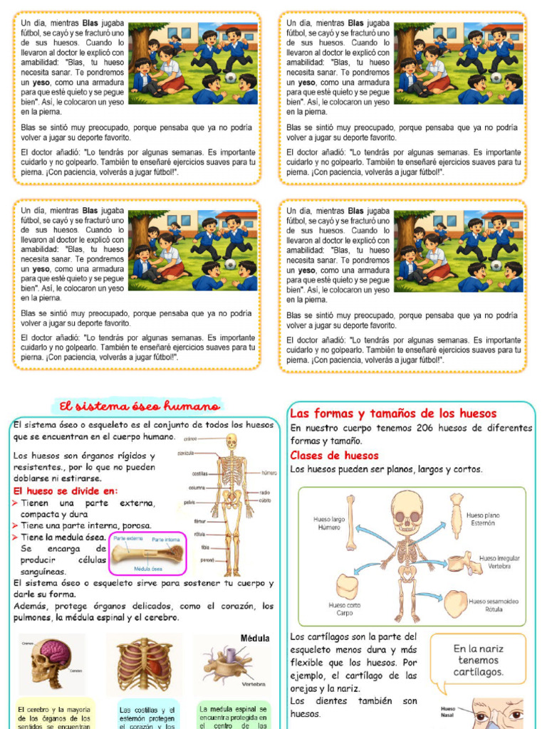 Ficha Imprimir Ciencia- Sistema Oseo | PDF