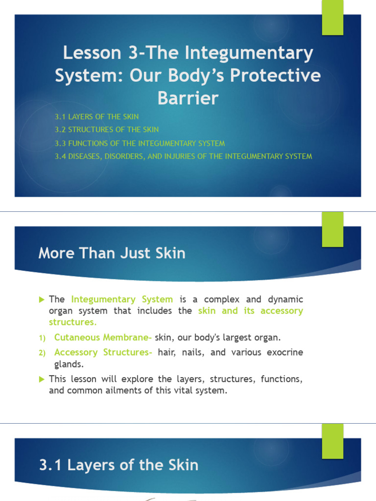 Lesson 3- The Integumentary System | PDF | Integumentary System | Skin