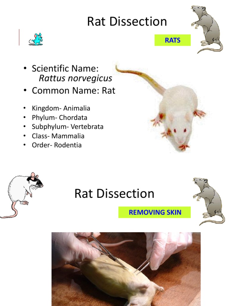 Rat Dissection Guide & Anatomy | PDF | Anatomical Terms Of Location ...