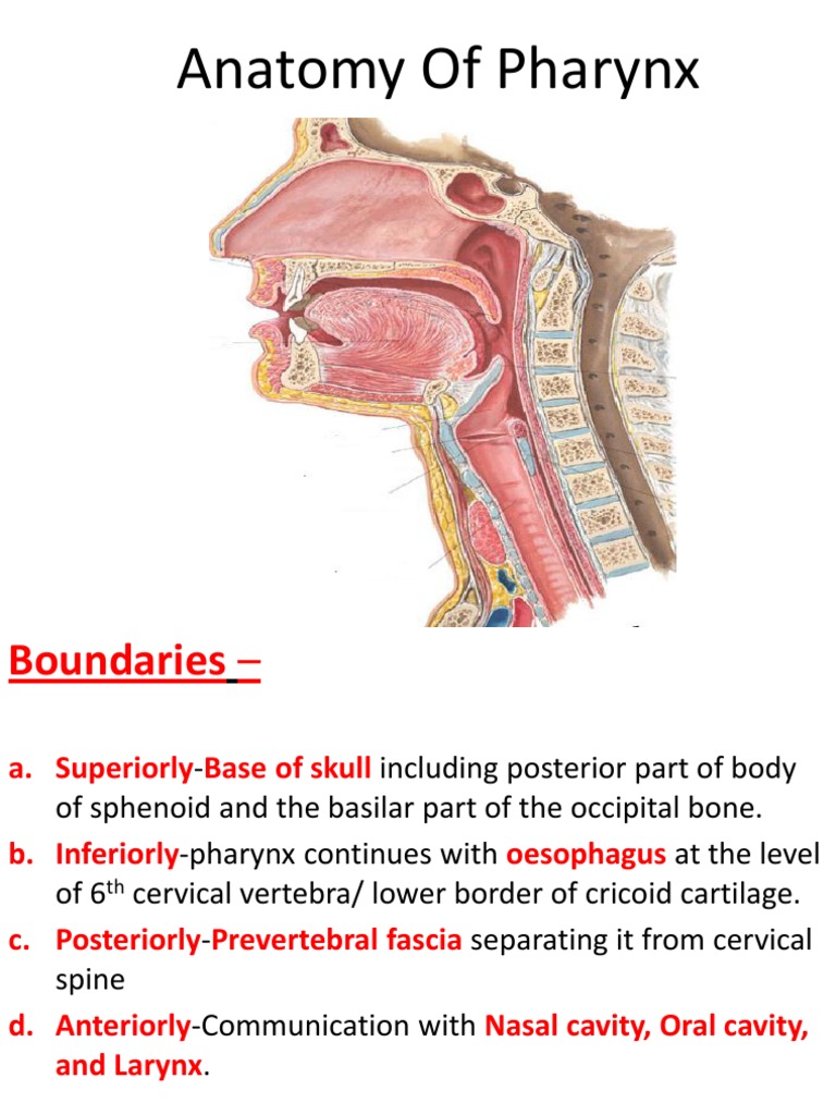 Pharynx Anatomie