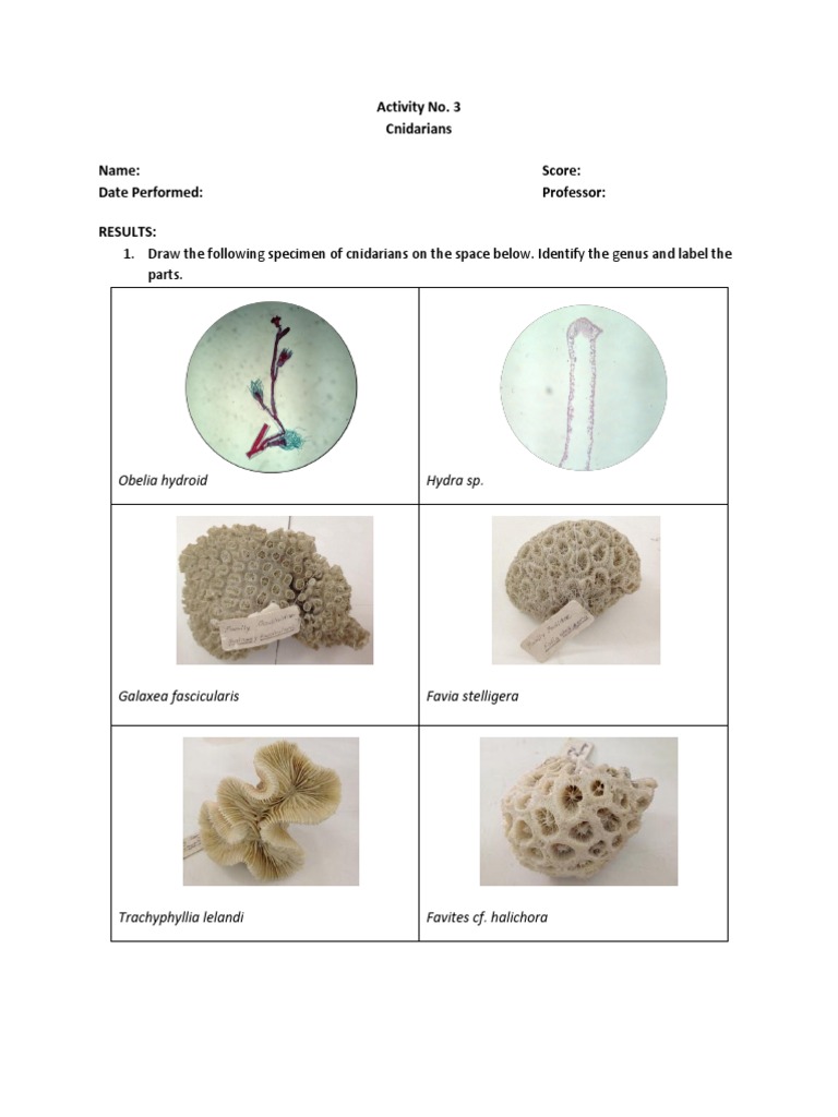 Phylum Cnidaria Worksheet | PDF | Aquatic Animals | Venomous Animals