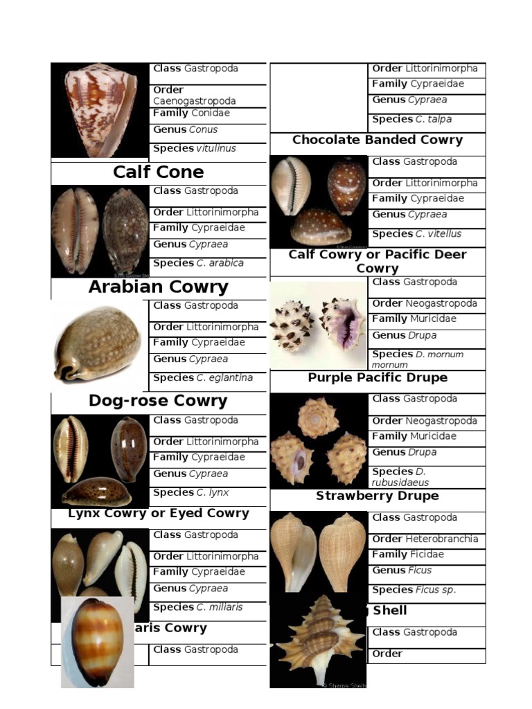 Mollusca Worksheet Part 2 | Bivalvia | Mollusca