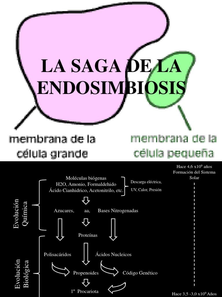La Saga de La Endosimbiosis | PDF | Procariota | Biología Celular)