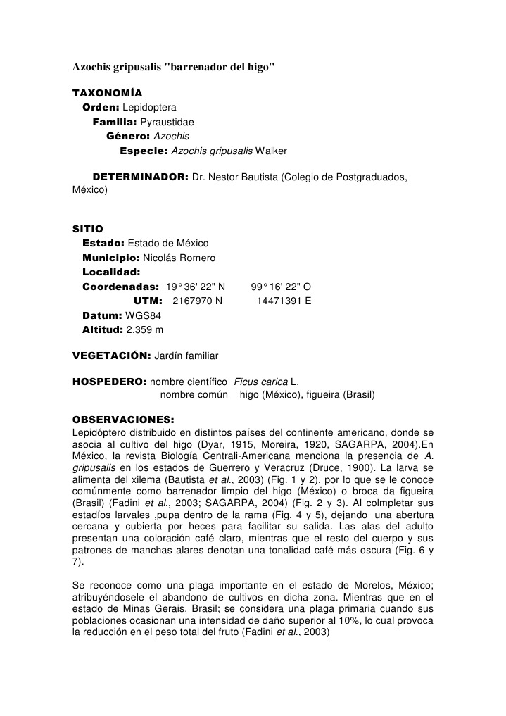 Azochis gripusalis: Plaga del higo | PDF | Lepidópteros | México