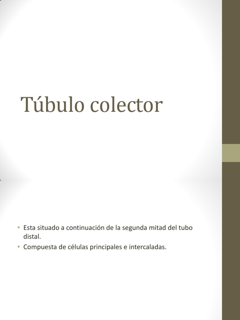 Funciones del túbulo colector renal | PDF | Sodio | Potasio