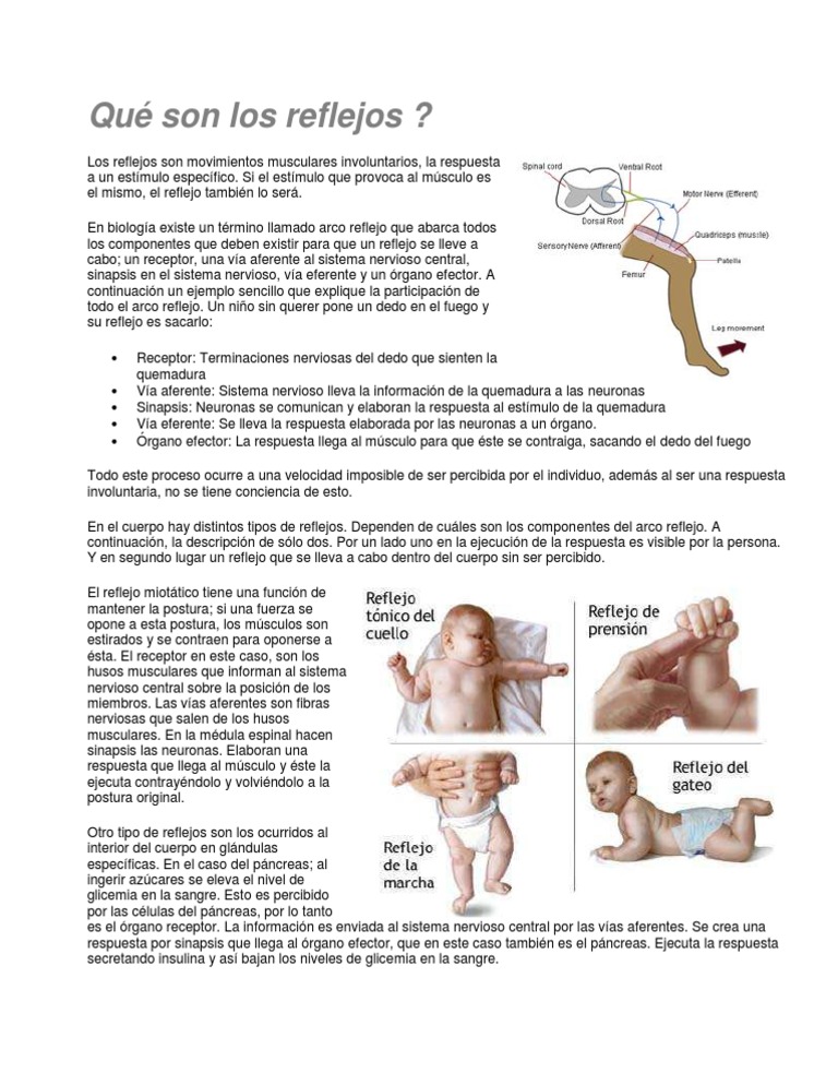 Qué Son Los Reflejos | PDF