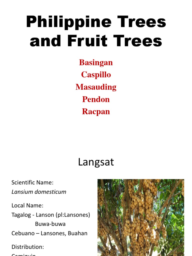 History Trees | PDF | Luzon | Tagalog Language