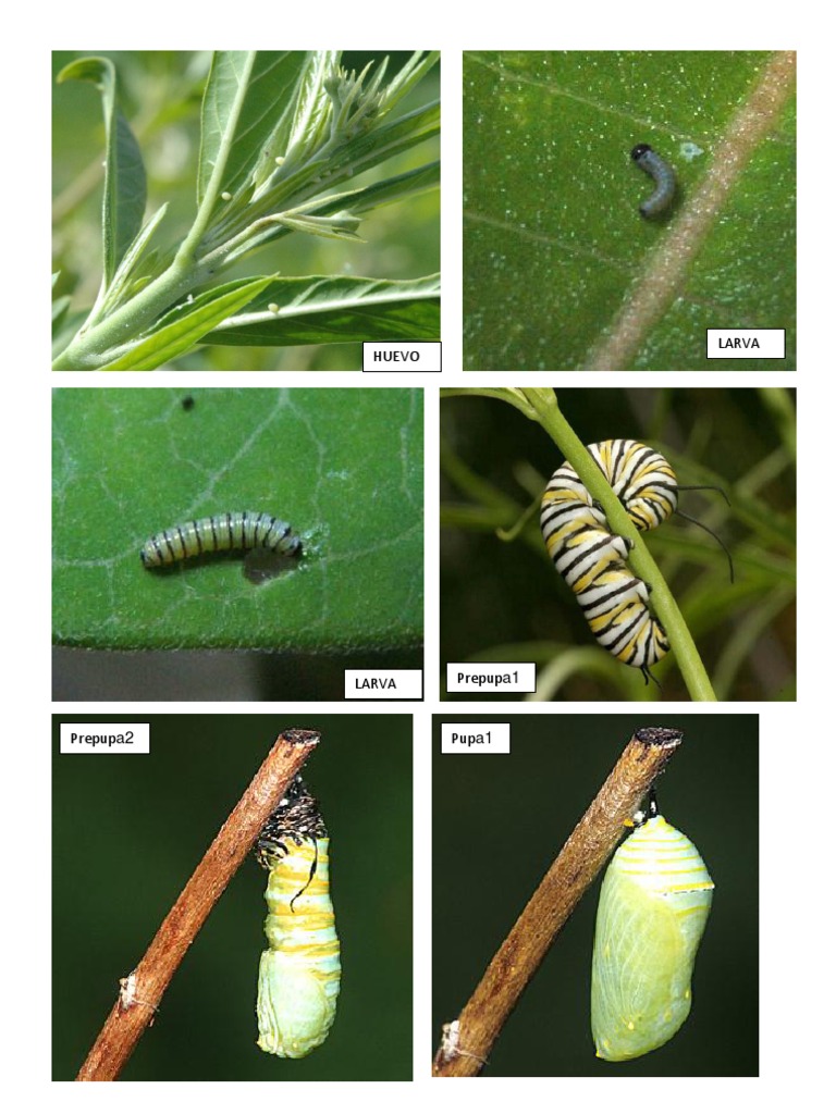Ciclo de Vida de la Mariposa Monarca | PDF | Lepidópteros | Larva