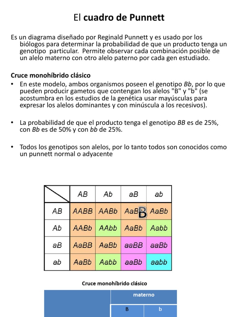 El Cuadro de Punnett | PDF | Dominancia (Genética) | Ciencias de la vida